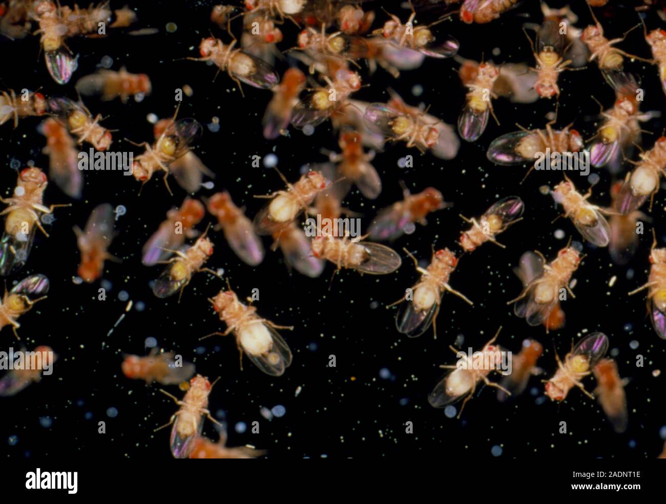 Fruit flies. A swarm of the fruit fly Drosophila melanogaster, seen ...