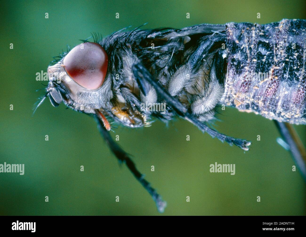 Blowfly metamorphosis. Macrophotograph of an adult blowfly Calliphora ...