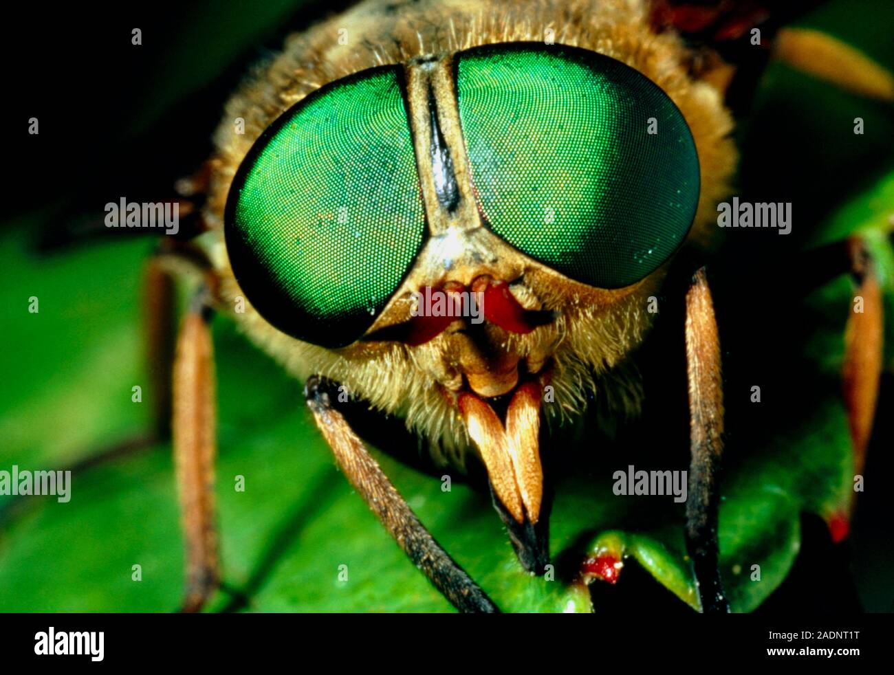 Horsefly head. Macrophotograph of the head of the horsefly Tabanus ...