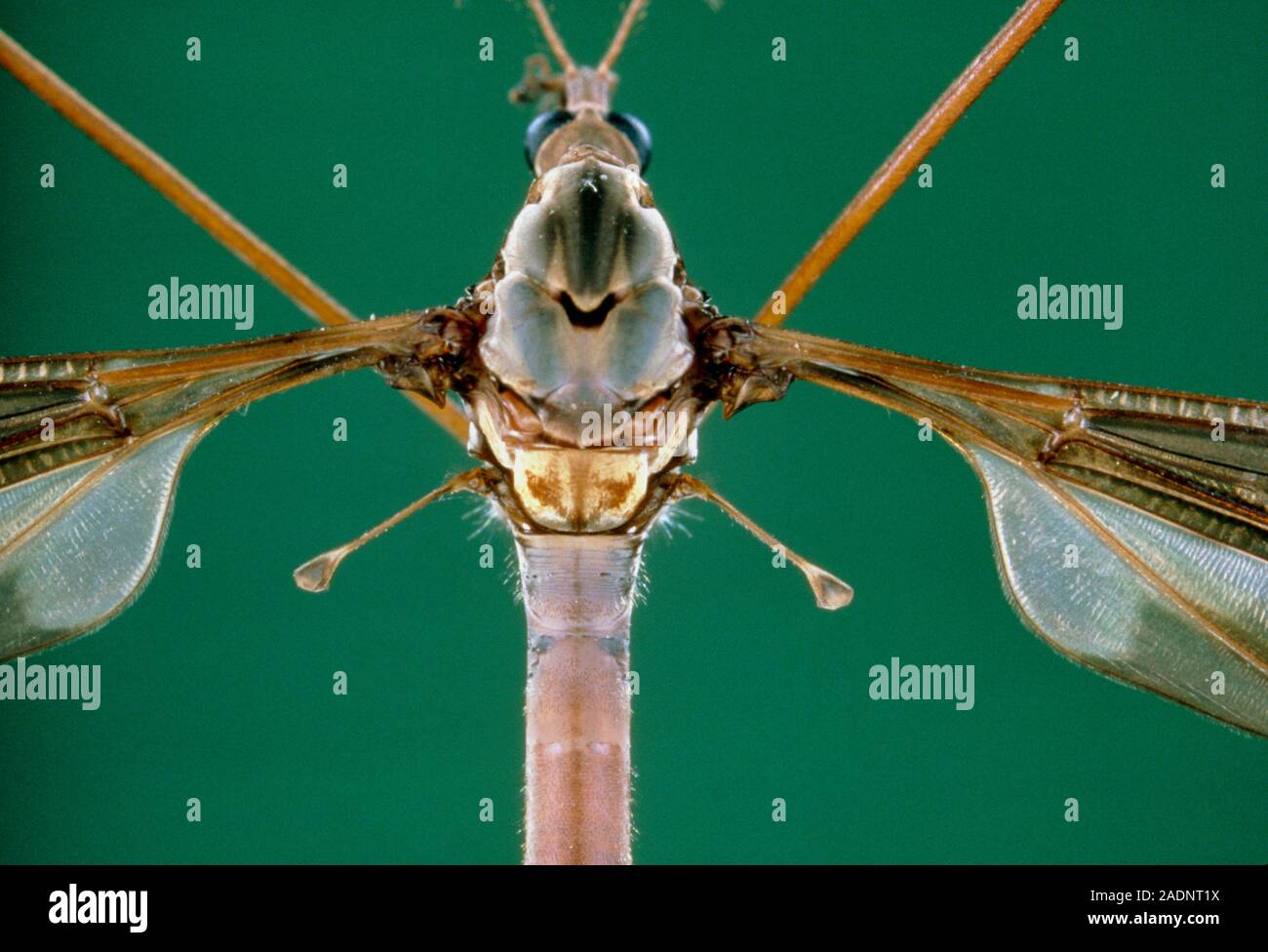 Halteres of a Crane fly. Macrophotograph of the head and thorax of a ...