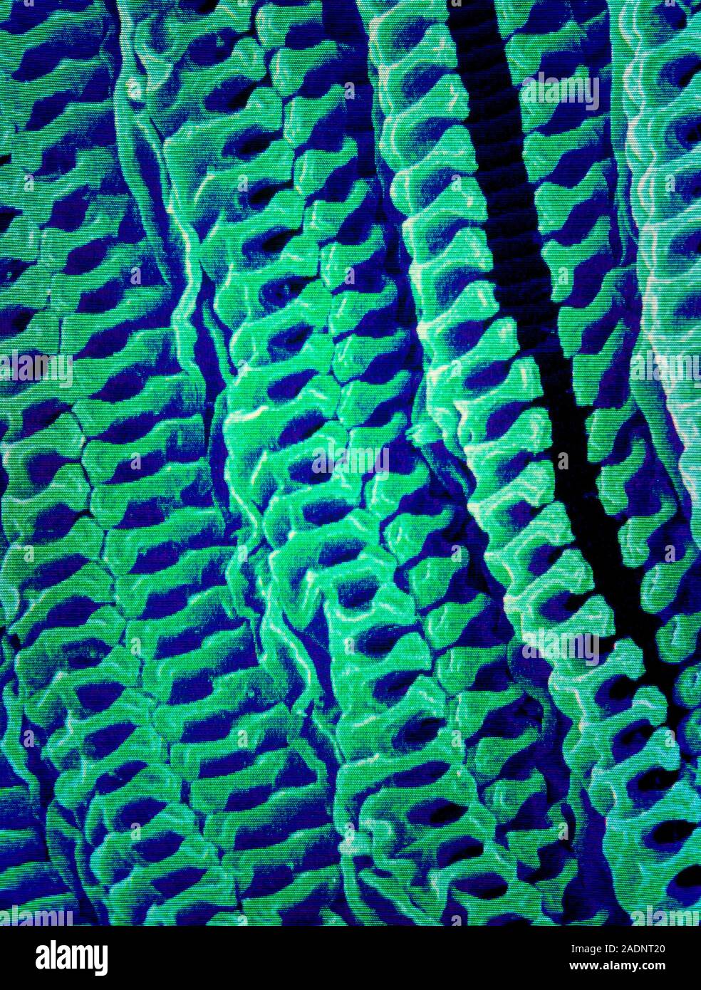 Fly's tongue. Coloured scanning electron micrograph showing the ventral ...