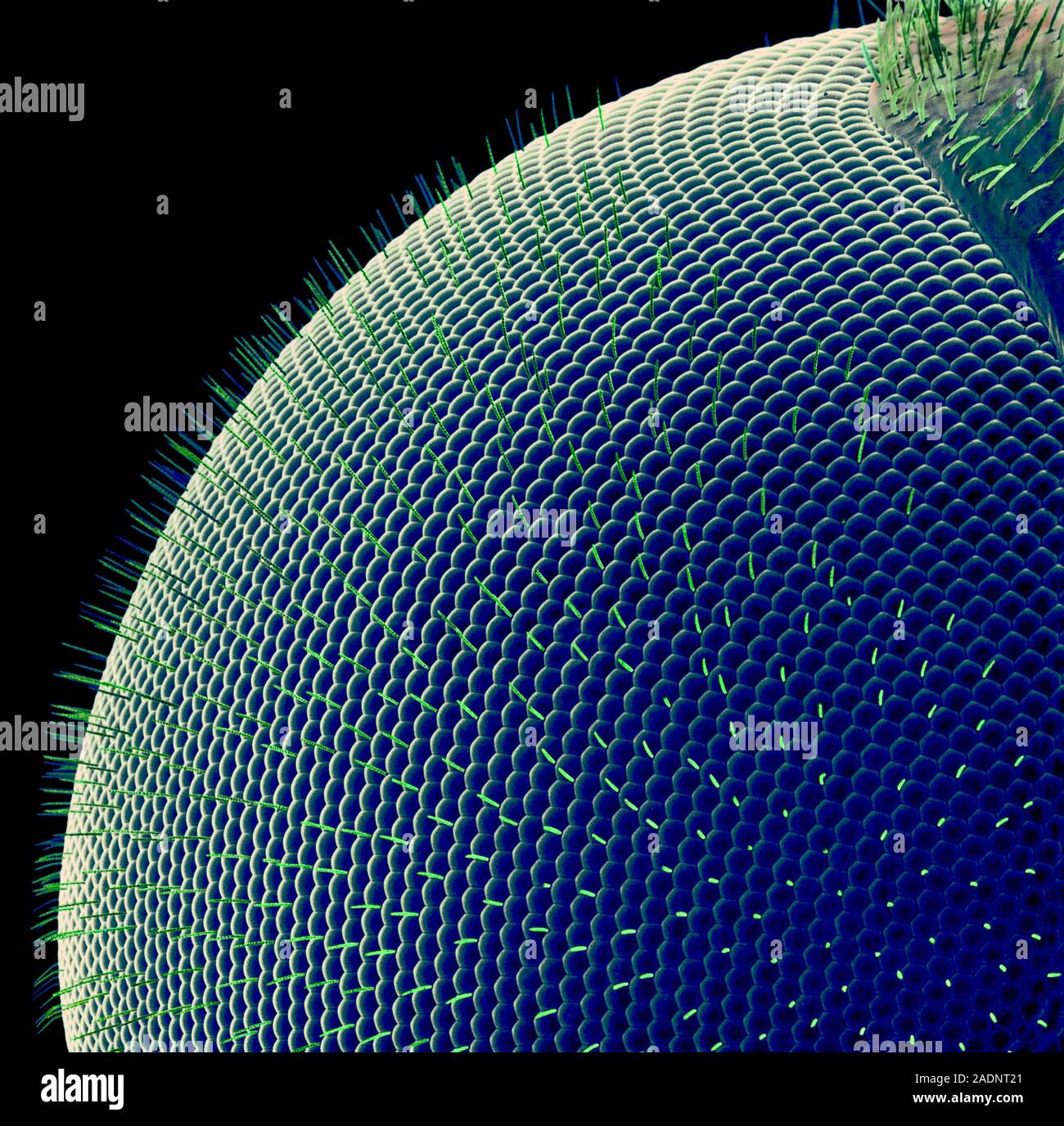 Compound eye. Coloured Scanning Electron Micro- graph (SEM) of the ...