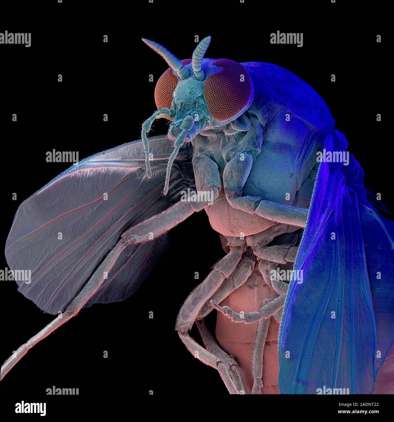 Black fly. Coloured Scanning Electron Micrograph (SEM) of a Black fly ...