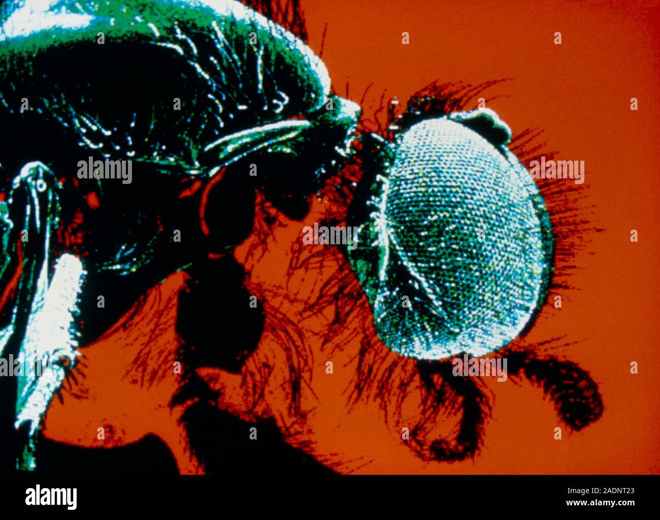 Housefly head. Coloured Scanning Electron Micro- graph (SEM) of the ...