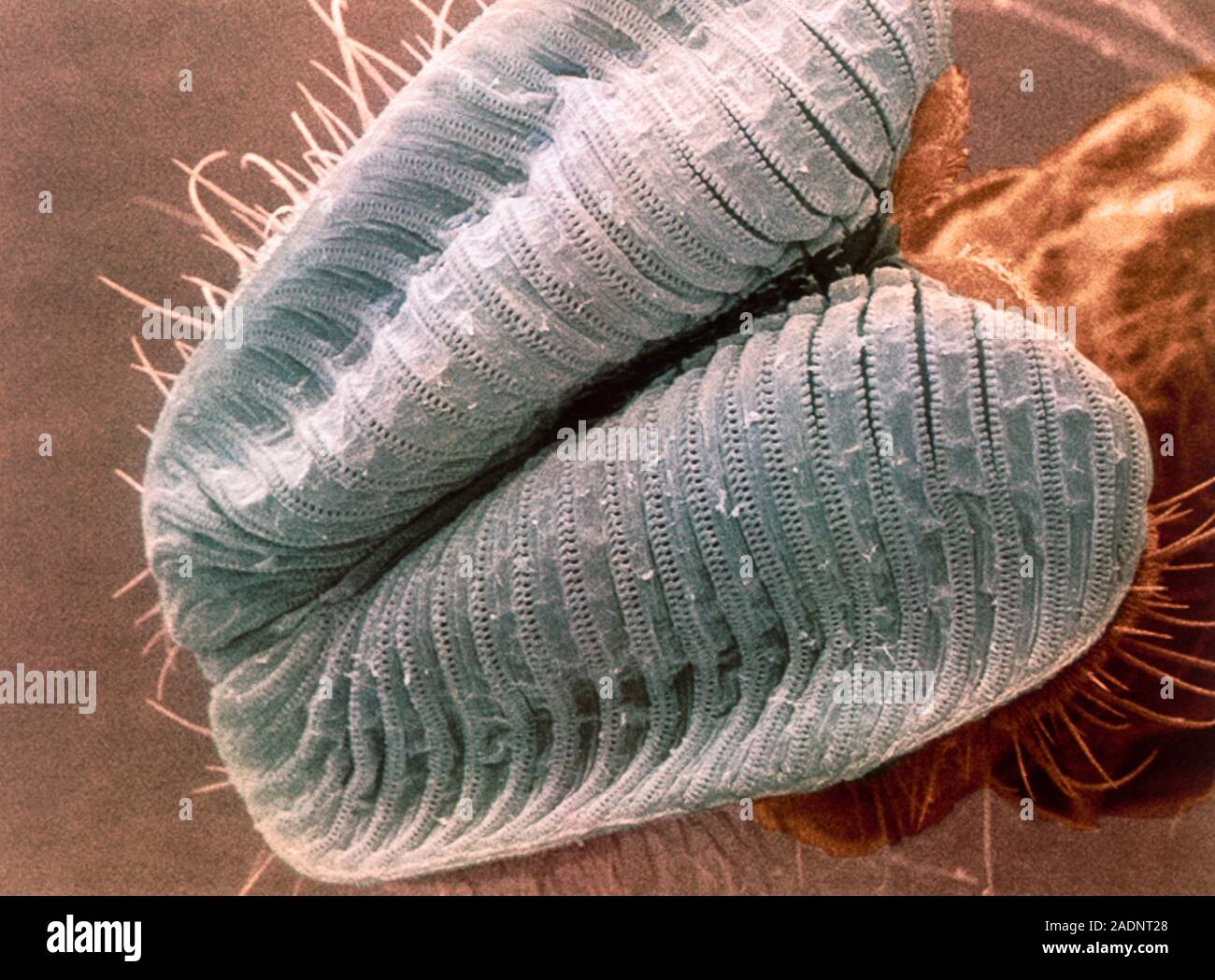 Proboscis of blowfly. Coloured scanning electron micrograph (SEM) of ...