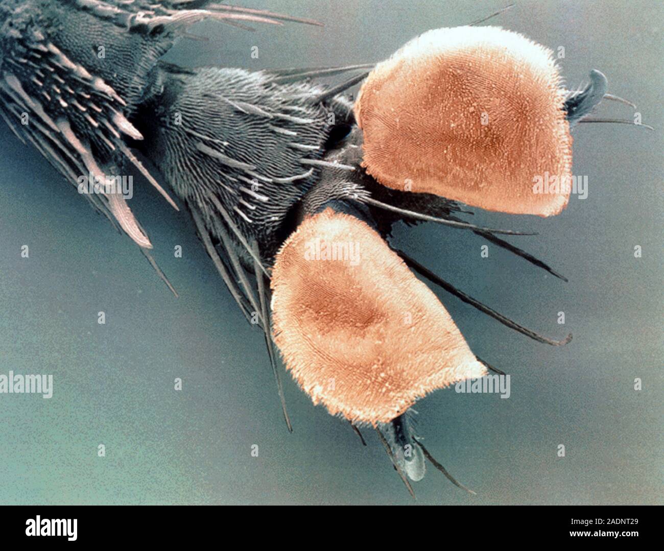 Foot pads of a fly. Coloured scanning electron micrograph (SEM) of the ...