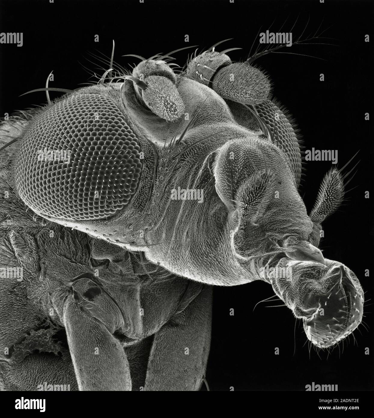 Fruit fly head. Scanning Electron Micrograph (SEM) of the head of a ...