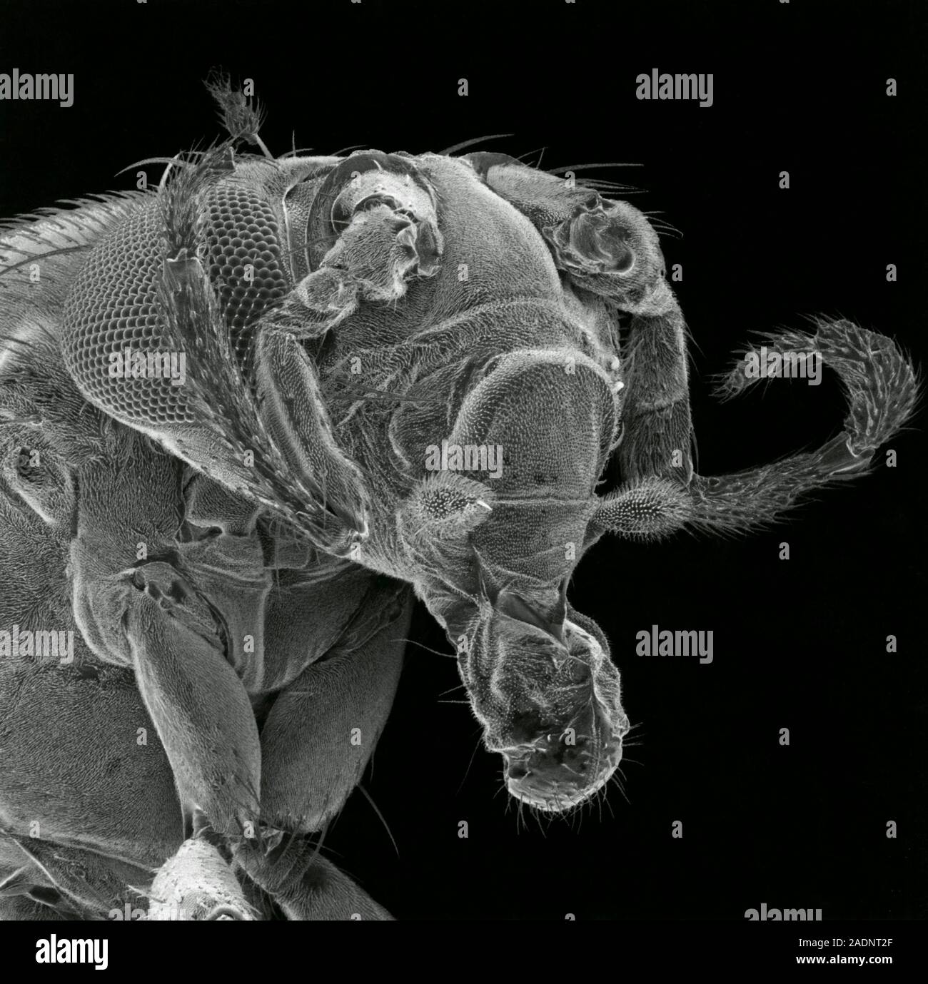 Drosphila mutant with leg-antennae. Scanning Electron Micrograph (SEM ...