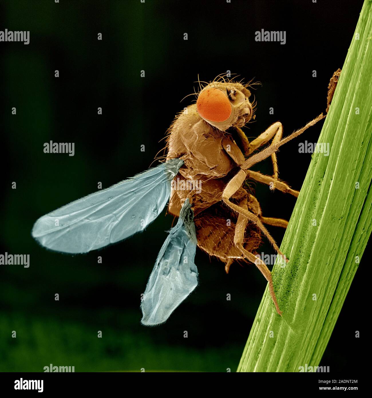 Mutant fruit fly. Coloured Scanning Electron Micrograph (SEM) of a ...