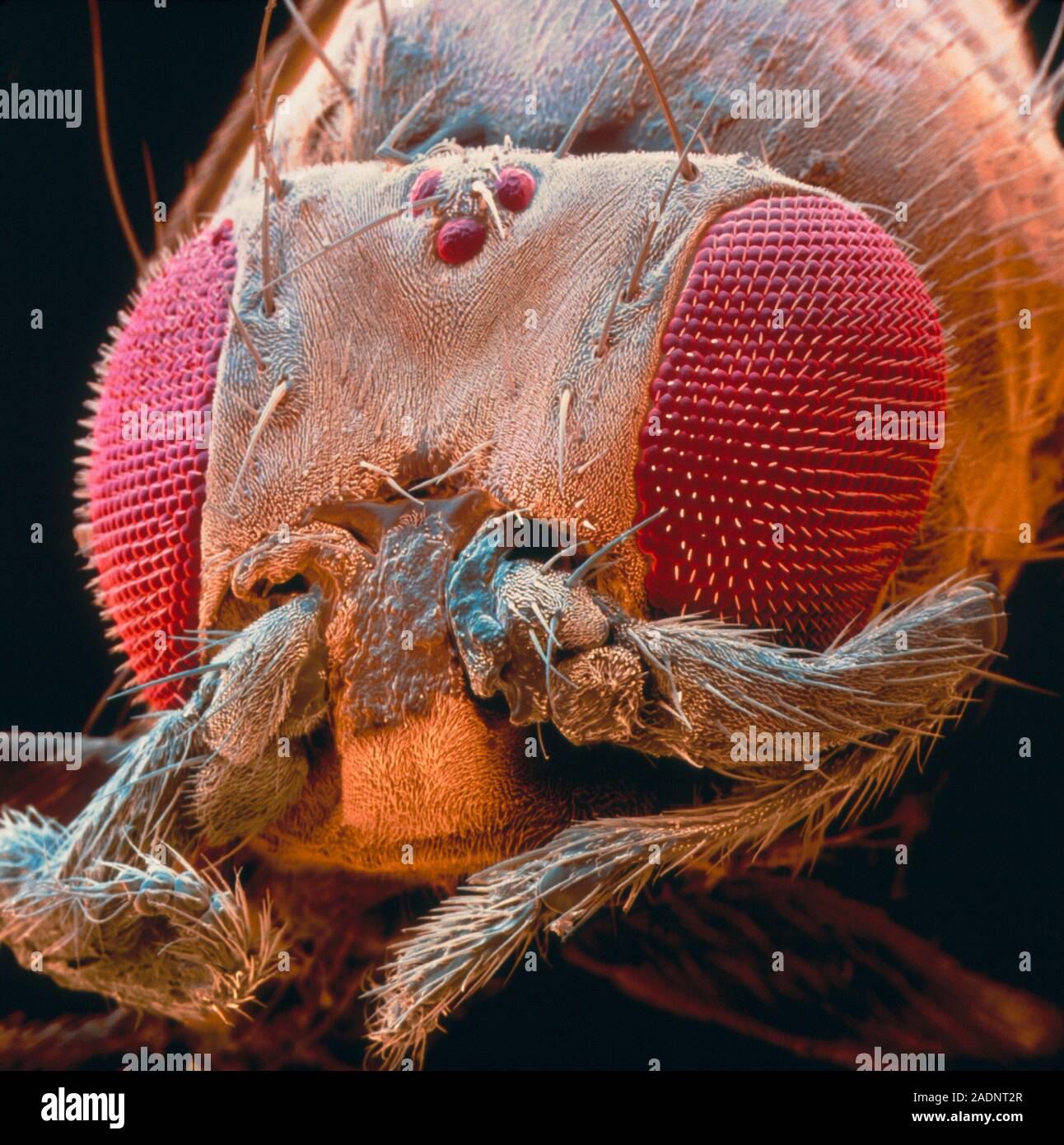 Fruit fly mutant. Coloured Scanning Electron Micrograph (SEM) of the ...