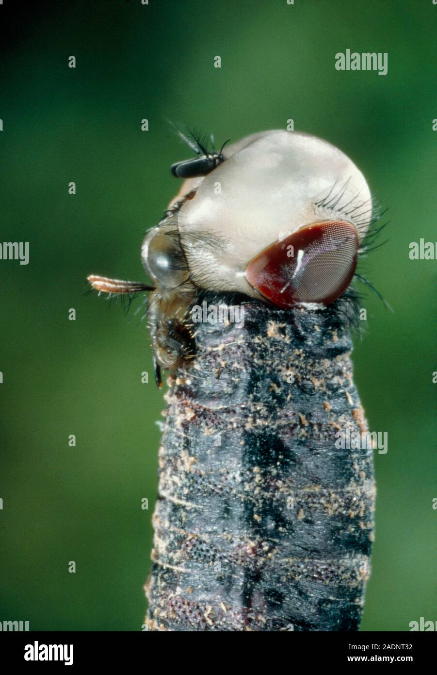 Housefly metamorphosis (second of four images). Macrophotograph of a ...