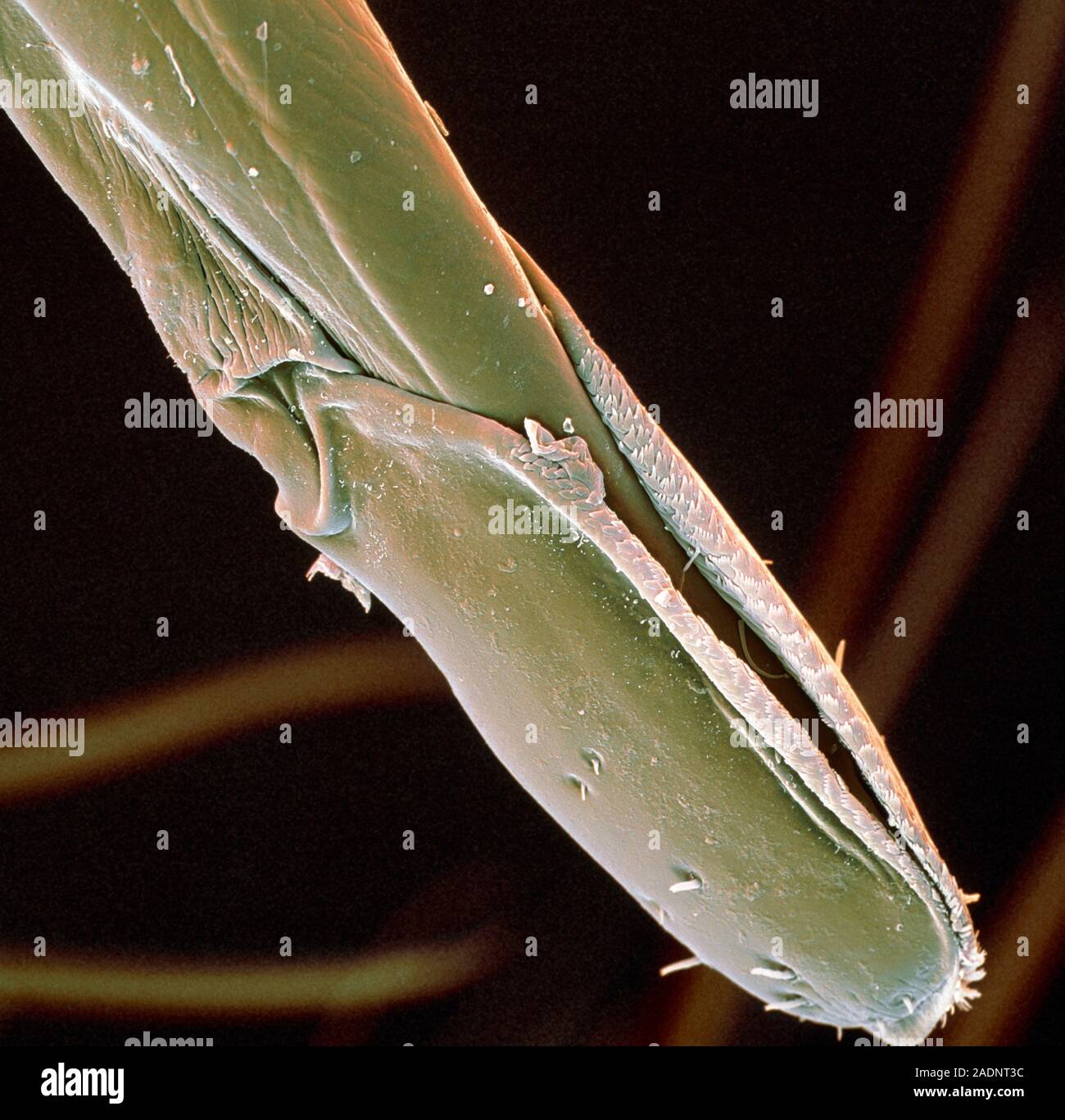 Tsetse fly's proboscis. Coloured scanning electron micrograph (SEM) of ...