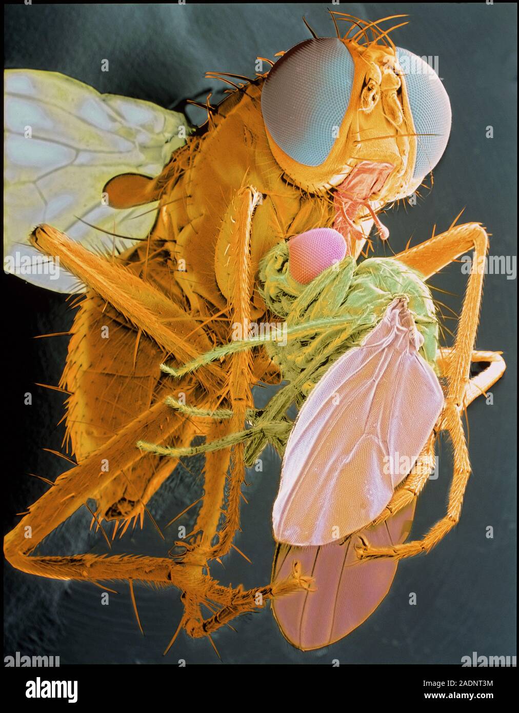 Fly eating another fly. Coloured scanning electron micrograph (SEM) of ...