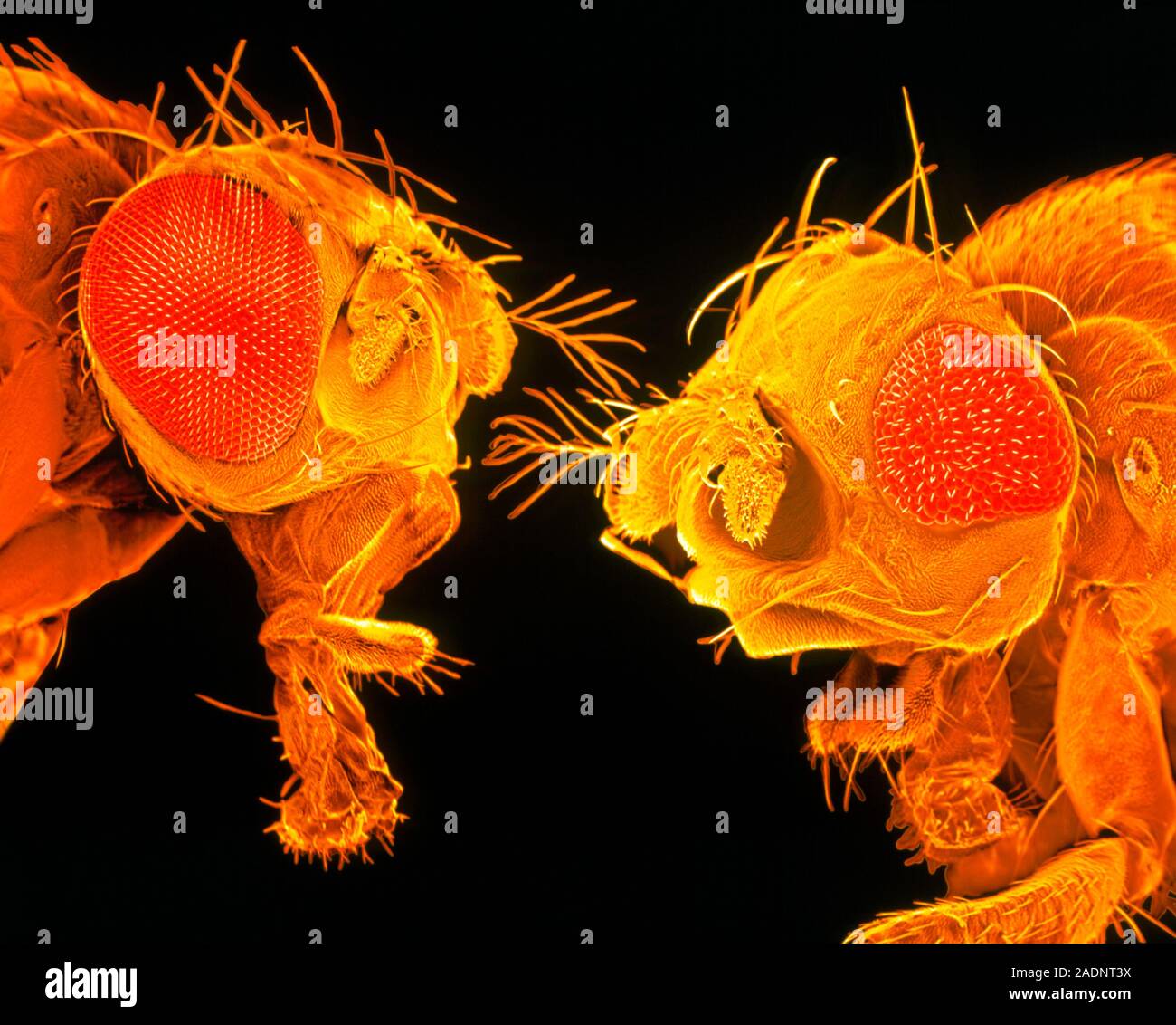 Normal and mutated fruit fly heads. Coloured scanning electron ...