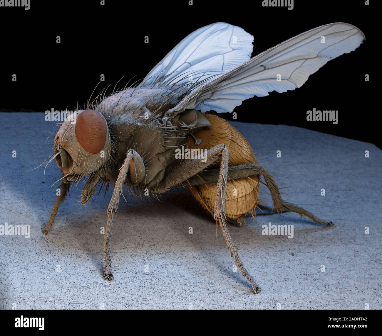 Housefly. Coloured scanning electron micrograph (SEM) of a common ...