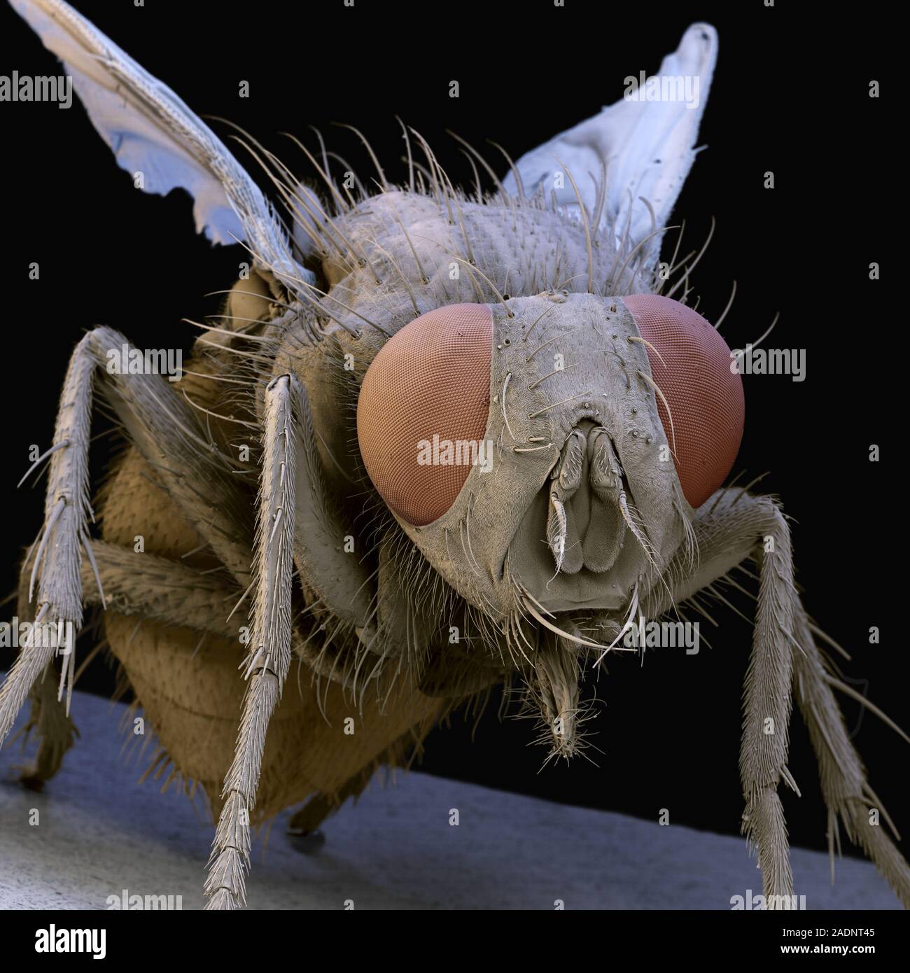 Housefly. Coloured scanning electron micrograph (SEM) of a common ...