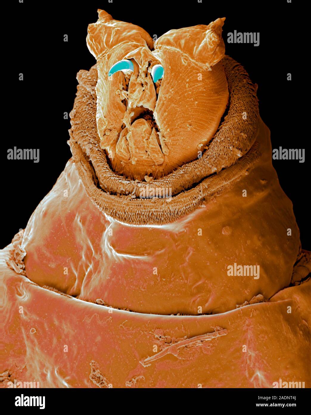 Maggot head. Coloured scanning electron micrograph (SEM) of the head of ...