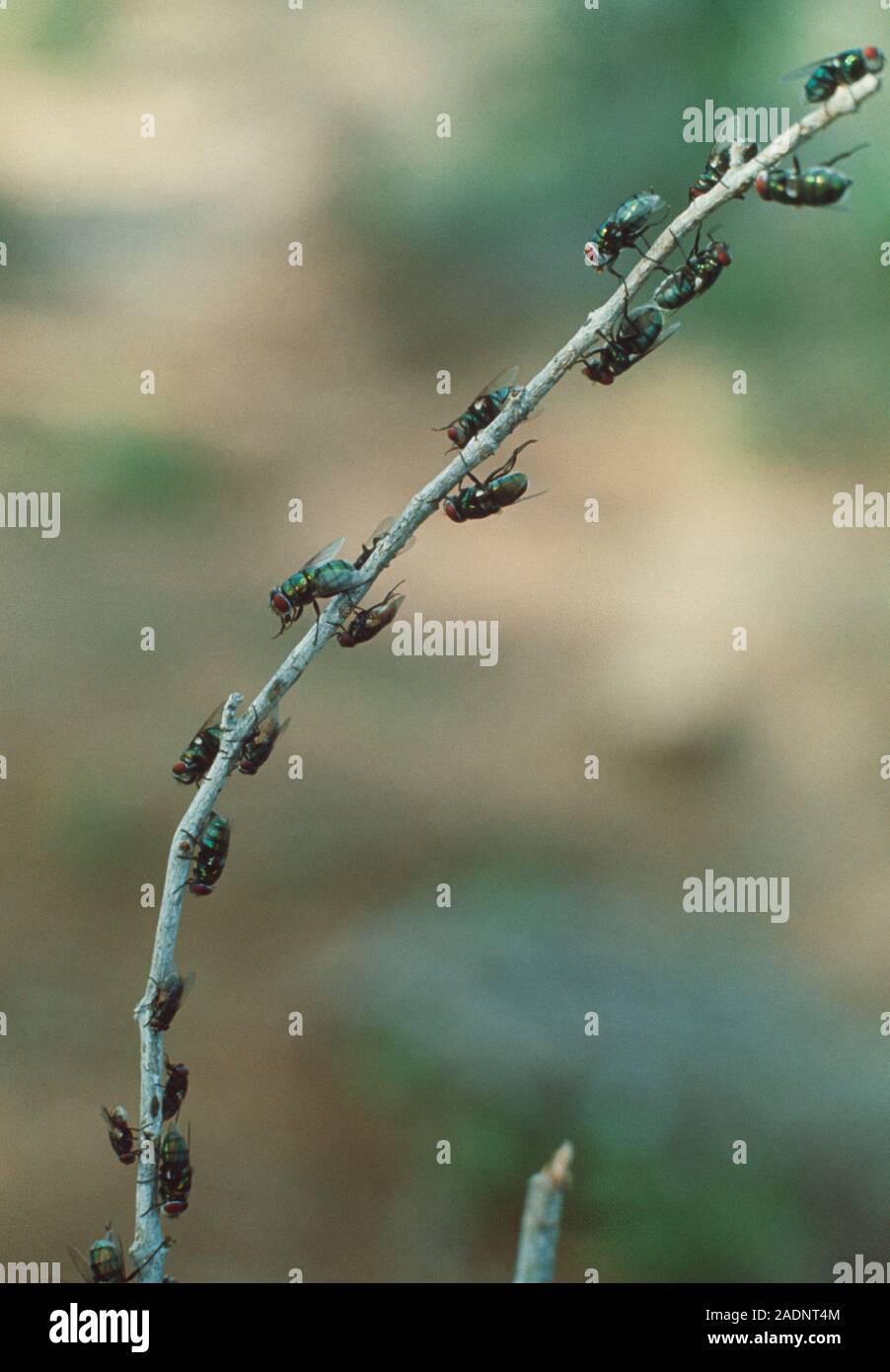 Blowflies. Unidentified blowflies (family Calliphoridae) congregating ...