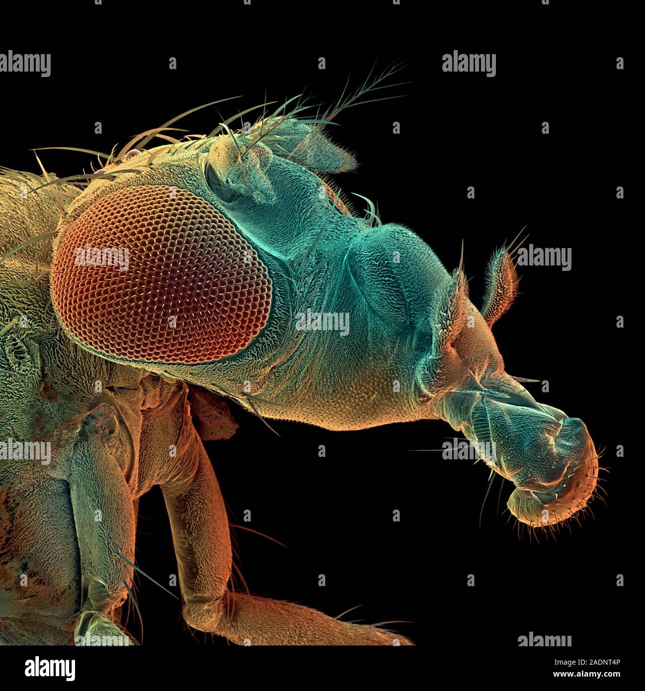 Fruit fly. Coloured scanning electron micrograph (SEM) of the head of a ...
