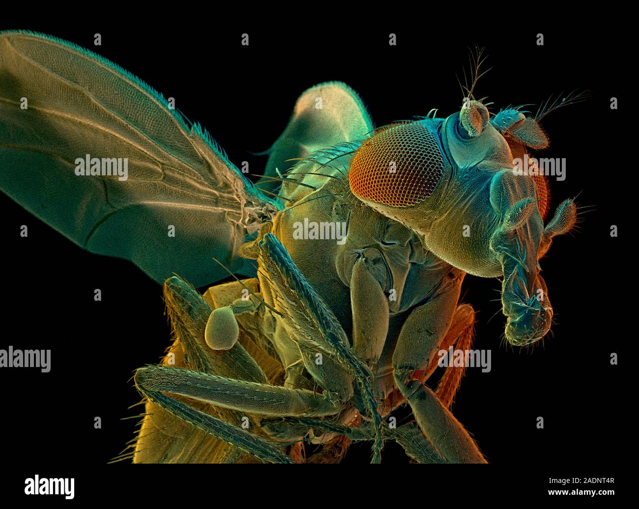 Fruit fly. Coloured scanning electron micrograph (SEM) of a fruit fly ...
