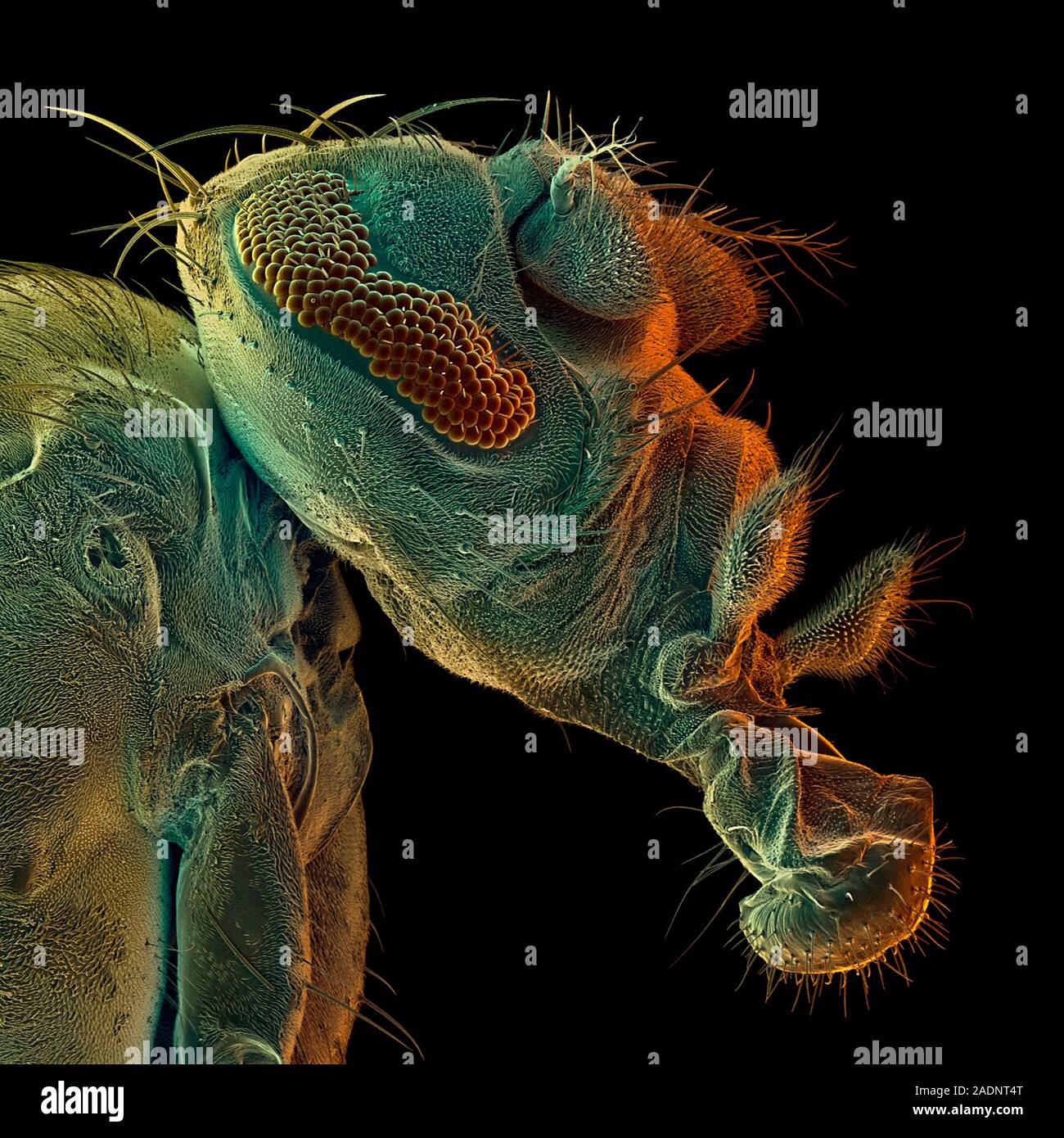 Mutant fruit fly. Coloured scanning electron micrograph (SEM) of a ...