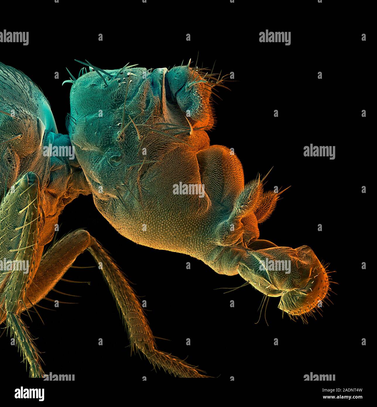 Mutant fruit fly. Coloured scanning electron micrograph (SEM) of a ...
