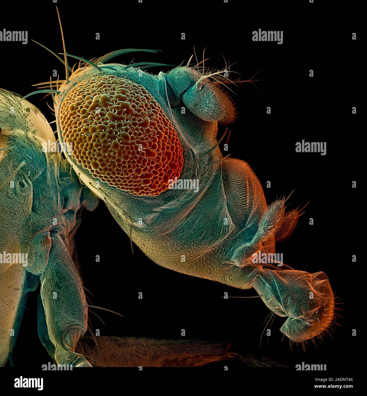 Mutant fruit fly. Coloured scanning electron micrograph (SEM) of a ...
