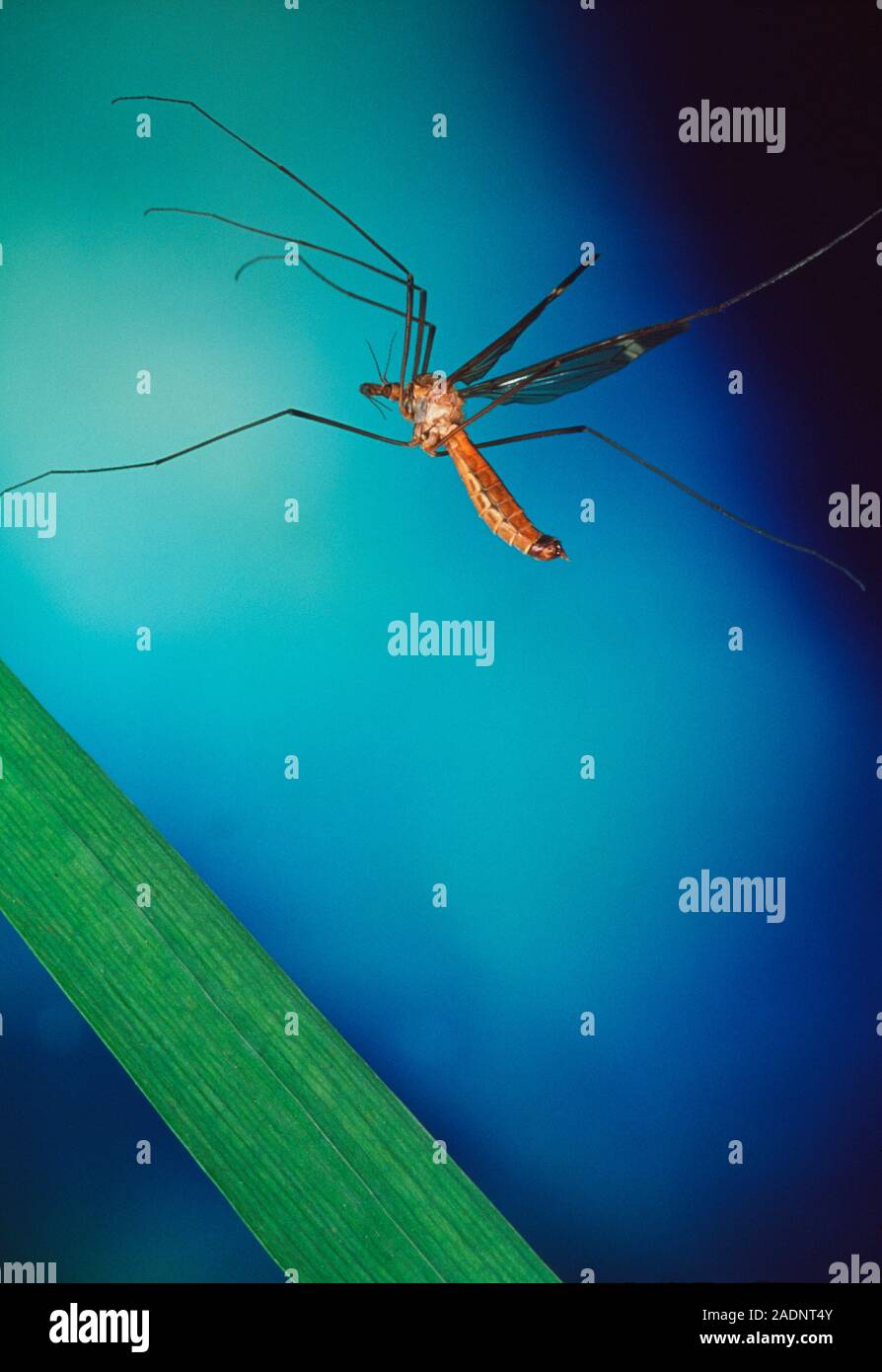 Crane-fly. High-speed photograph of a crane-fly (Tipula sp.) in flight ...