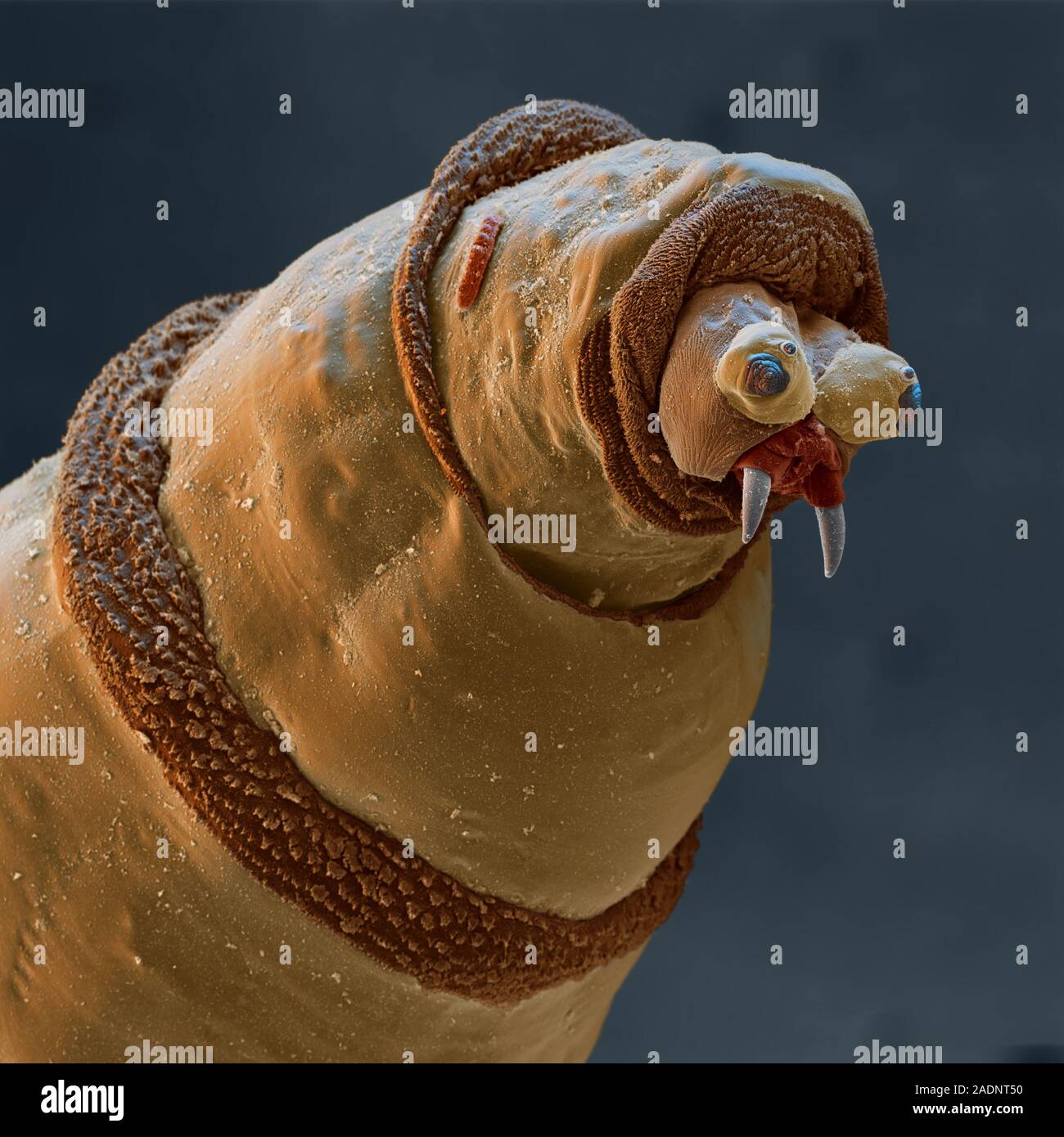 Maggot. Coloured scanning electron micrograph (SEM) of the head of a ...