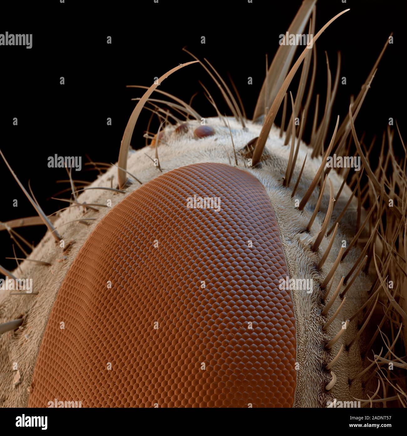 Housefly eye. Image 1 of 6. Coloured scanning electron micrograph (SEM ...