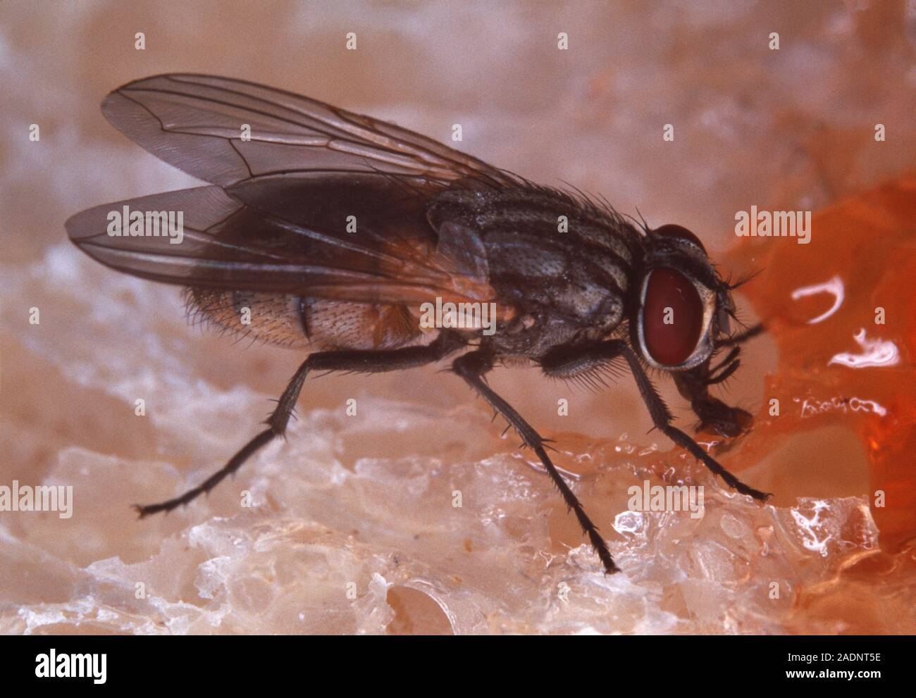 Common house fly (Musca domestica) feeding. The common house fly feeds ...