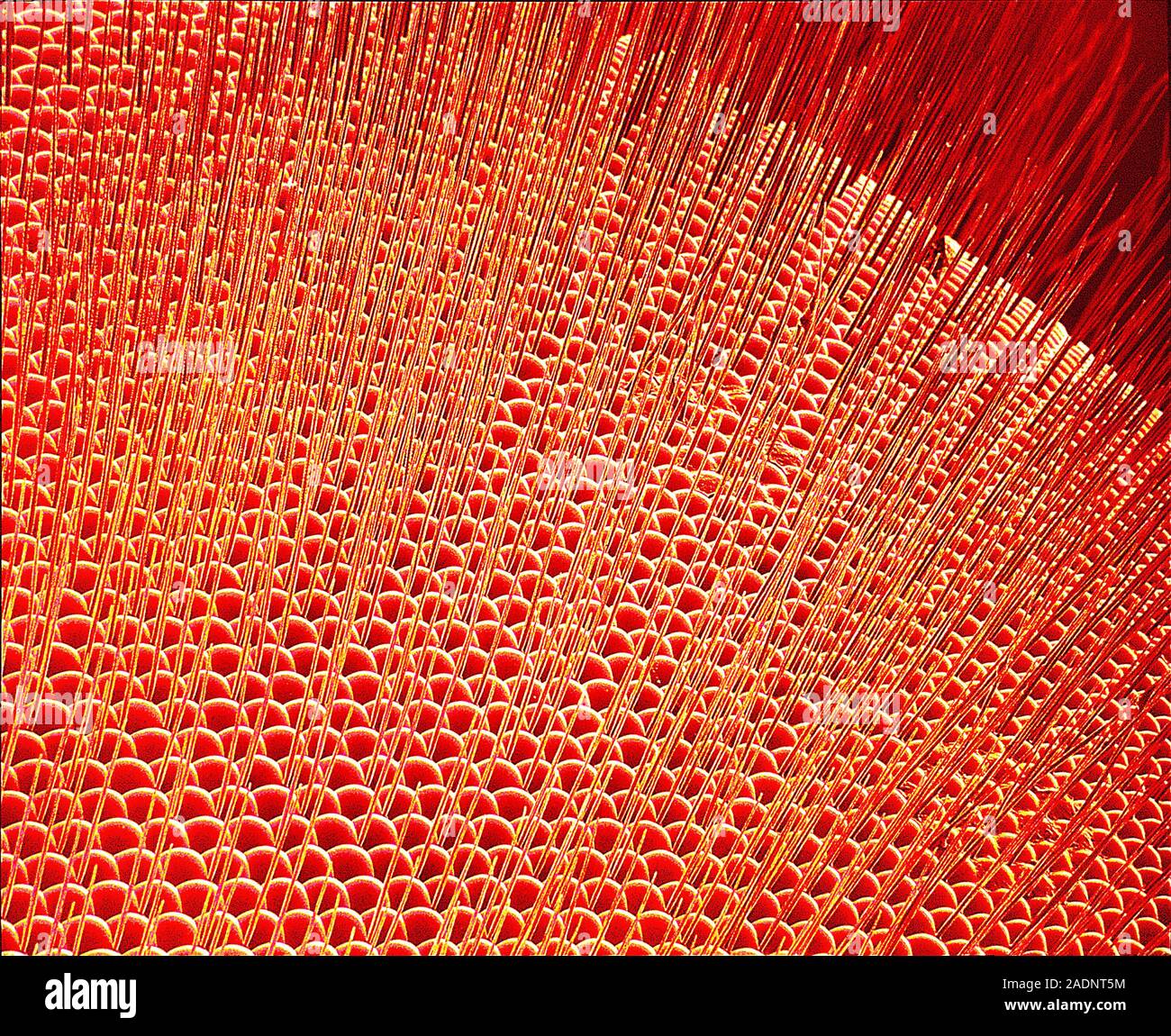 Fly's eye. Coloured scanning electron micrograph (SEM) of a fly's ...