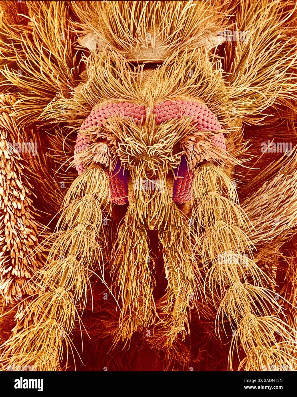 Moth fly head. Coloured scanning electron micrograph (SEM) of the head ...