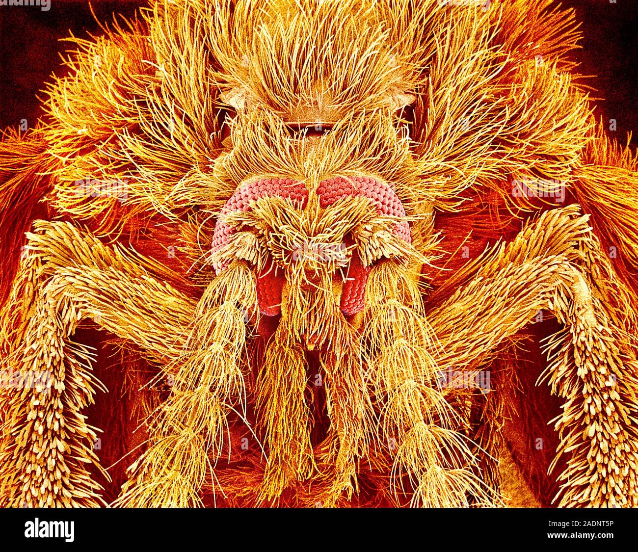 Moth fly. Coloured scanning electron micrograph (SEM) of a moth fly or ...