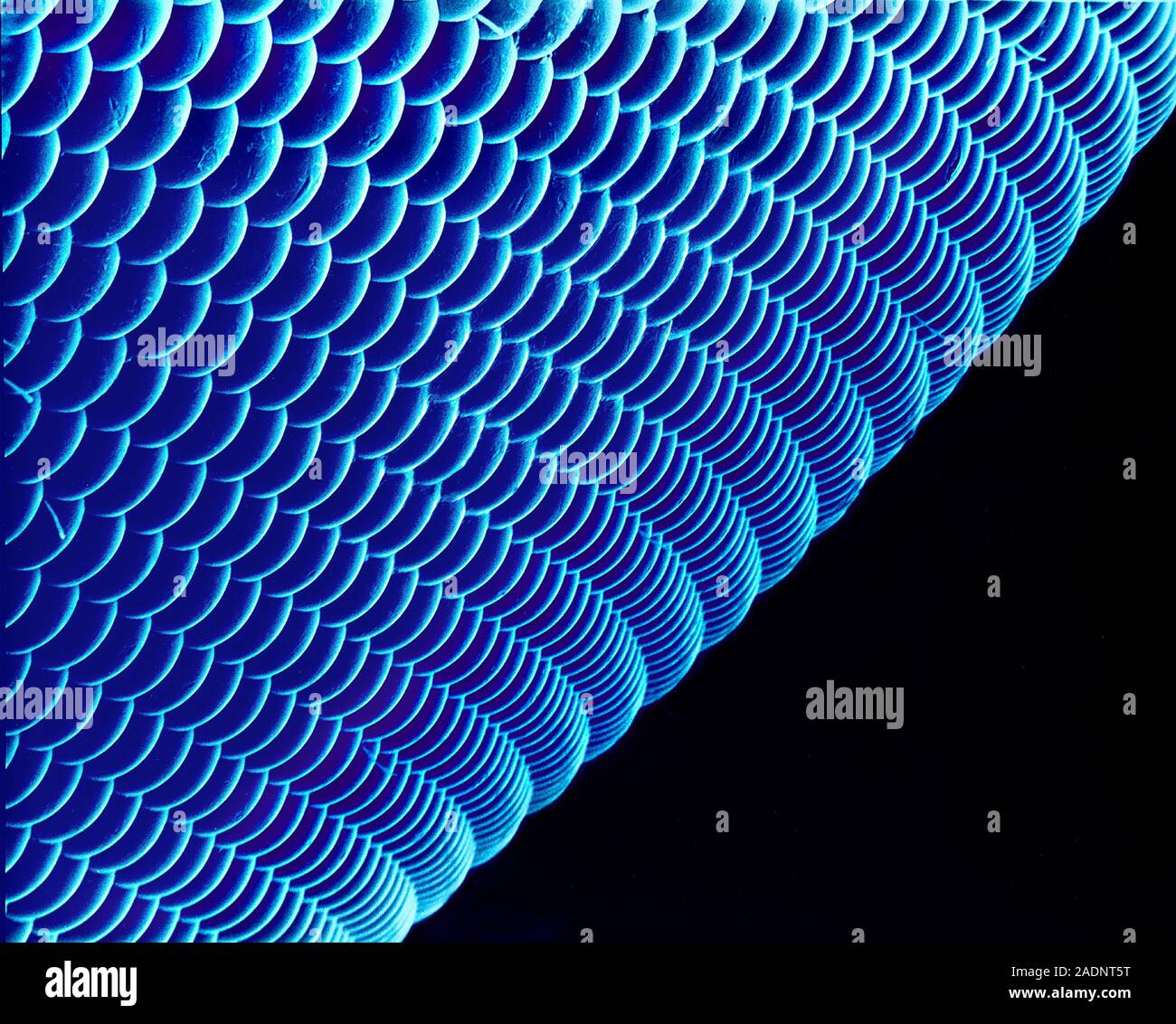 Hover fly eye. Coloured scanning electron micrograph (SEM) of part of ...
