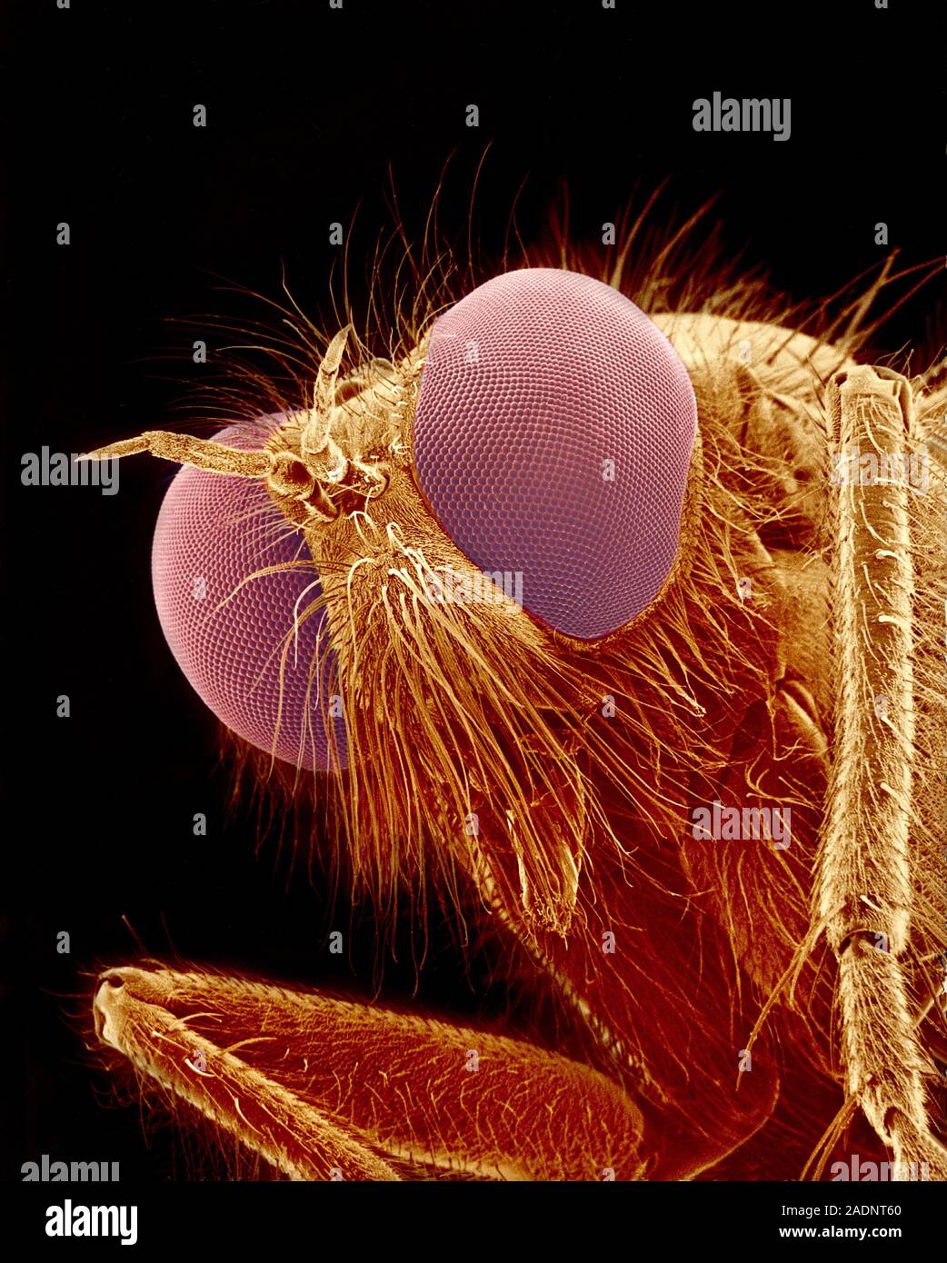 Horse fly. Coloured scanning electron micrograph (SEM) of the head and ...