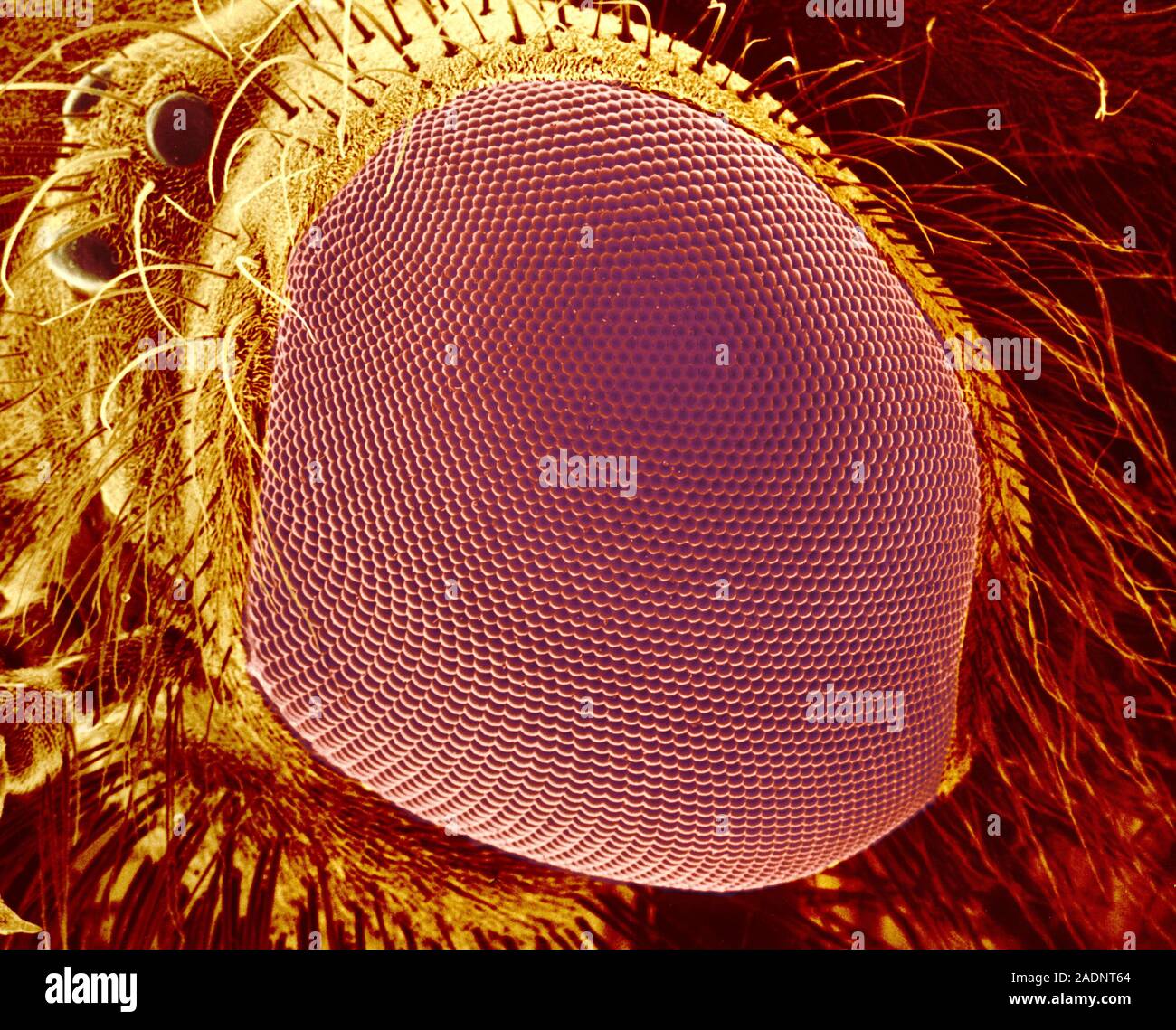 Horse fly eye. Coloured scanning electron micrograph (SEM) of the ...