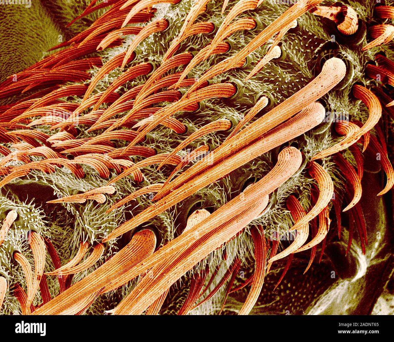 Fly hairs. Coloured scanning electron micrograph (SEM) of hairs on the ...