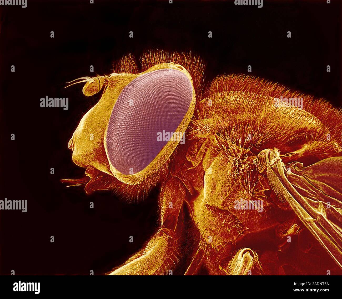 Horse fly. Coloured scanning electron micrograph (SEM) of a horse fly ...