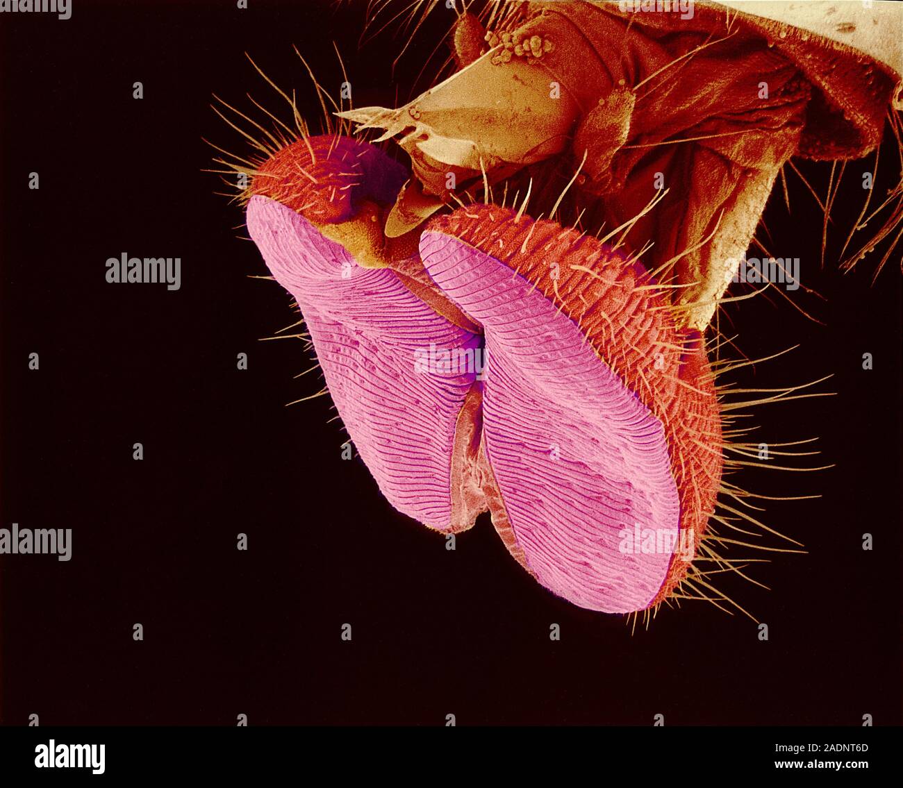 Fly proboscis. Coloured scanning electron micrograph (SEM) of the tip ...
