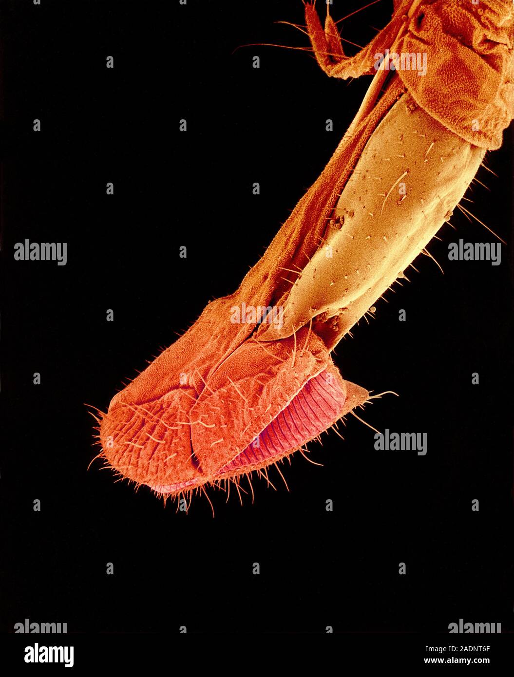 Hover fly proboscis. Coloured scanning electron micrograph (SEM) of the ...