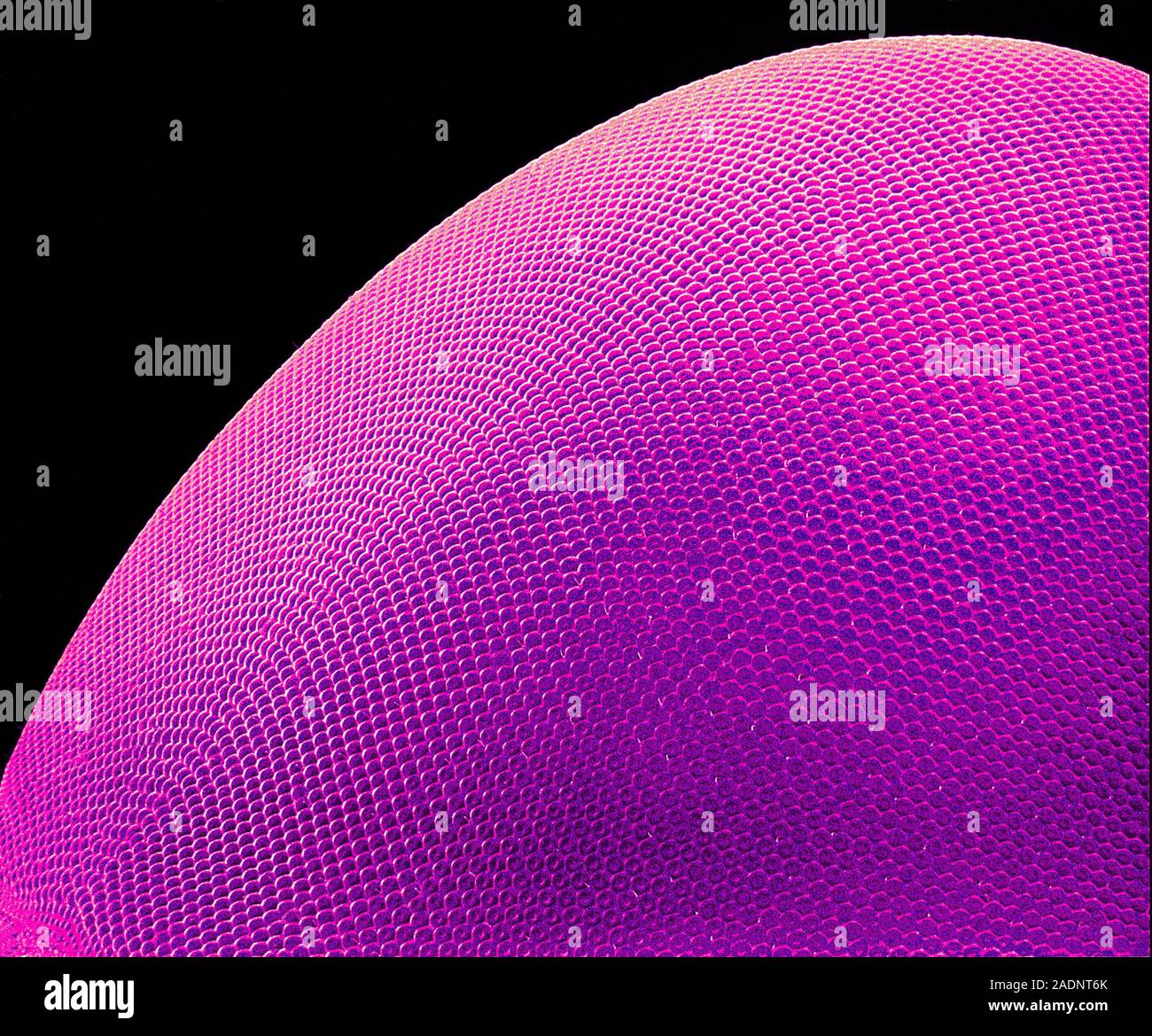 Hover fly eye. Coloured scanning electron micrograph (SEM) of the ...