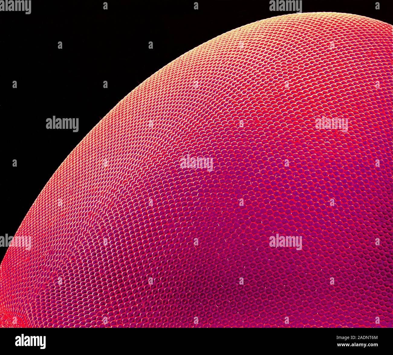 Hover fly eye. Coloured scanning electron micrograph (SEM) of the ...