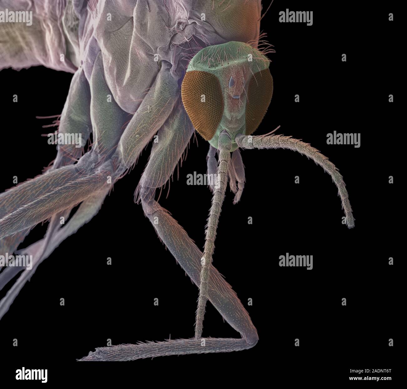 Fly. Coloured scanning electron micrograph (SEM) of an unidentified fly ...