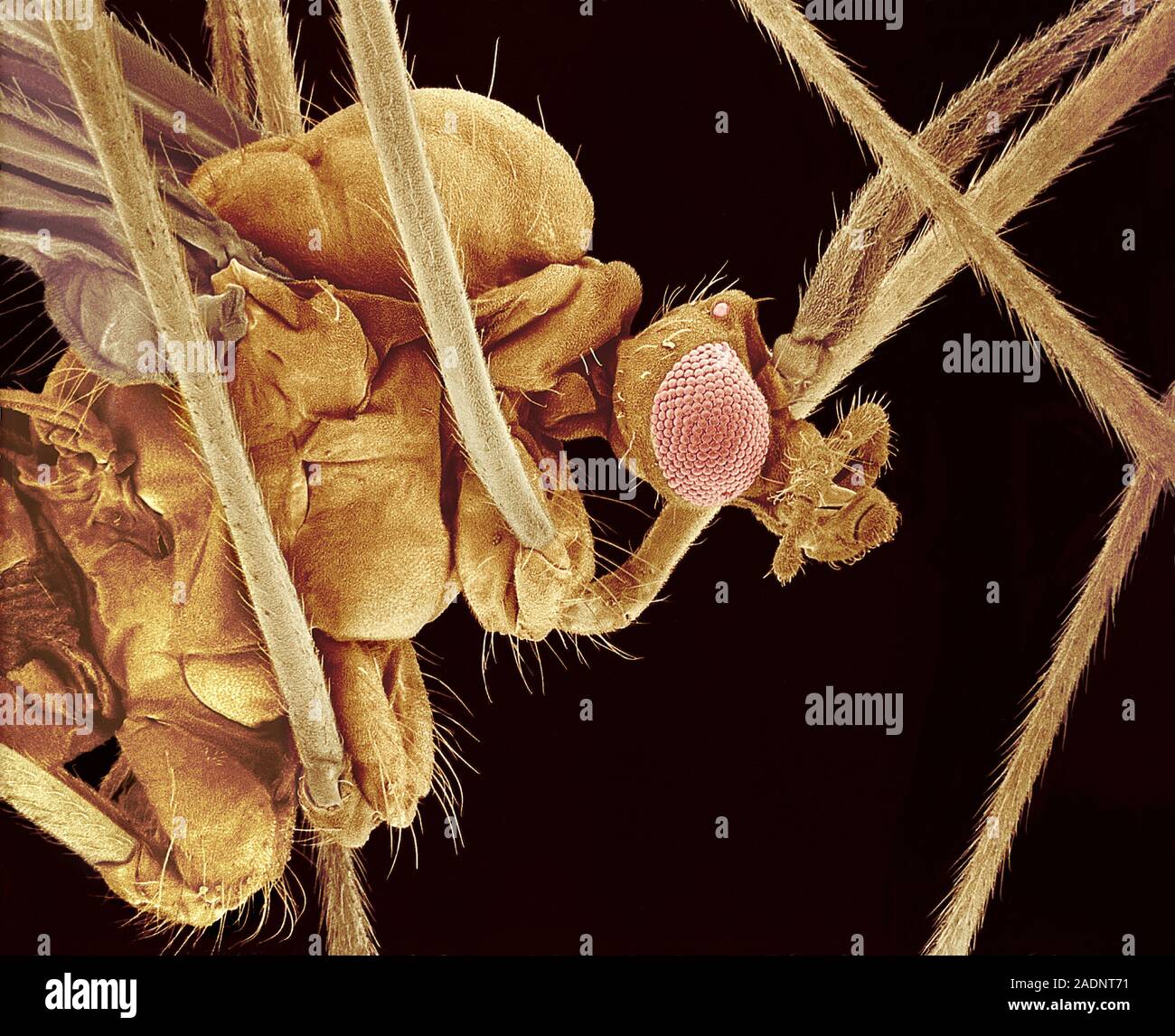Crane fly. Coloured scanning electron micrograph (SEM) of a crane fly ...