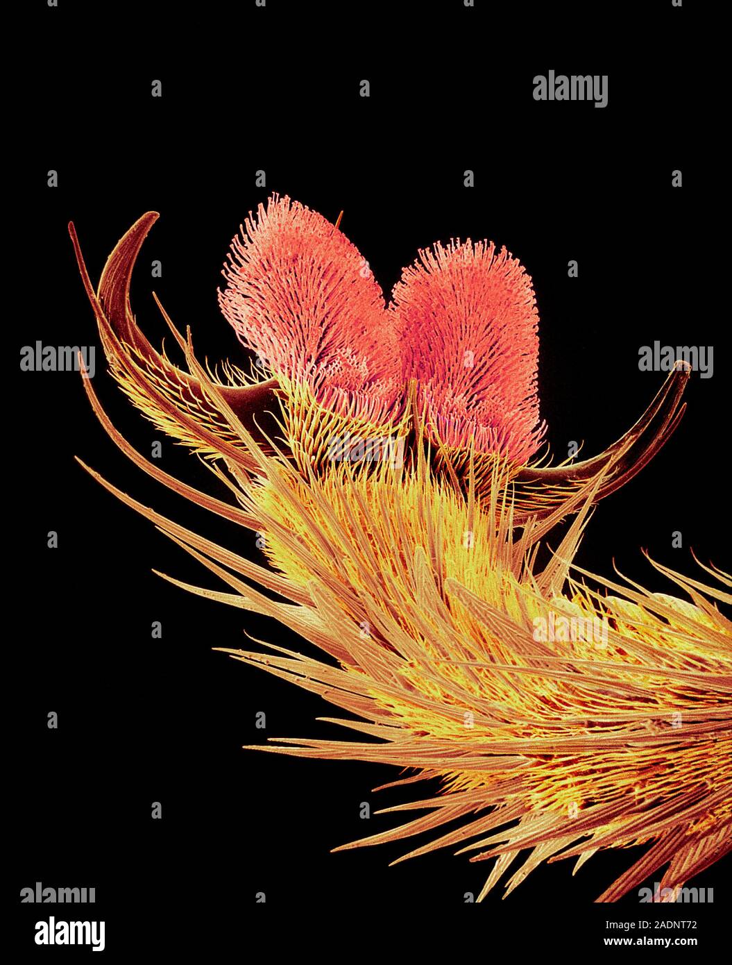 Fly foot. Coloured scanning electron micrograph (SEM) of the foot of a ...