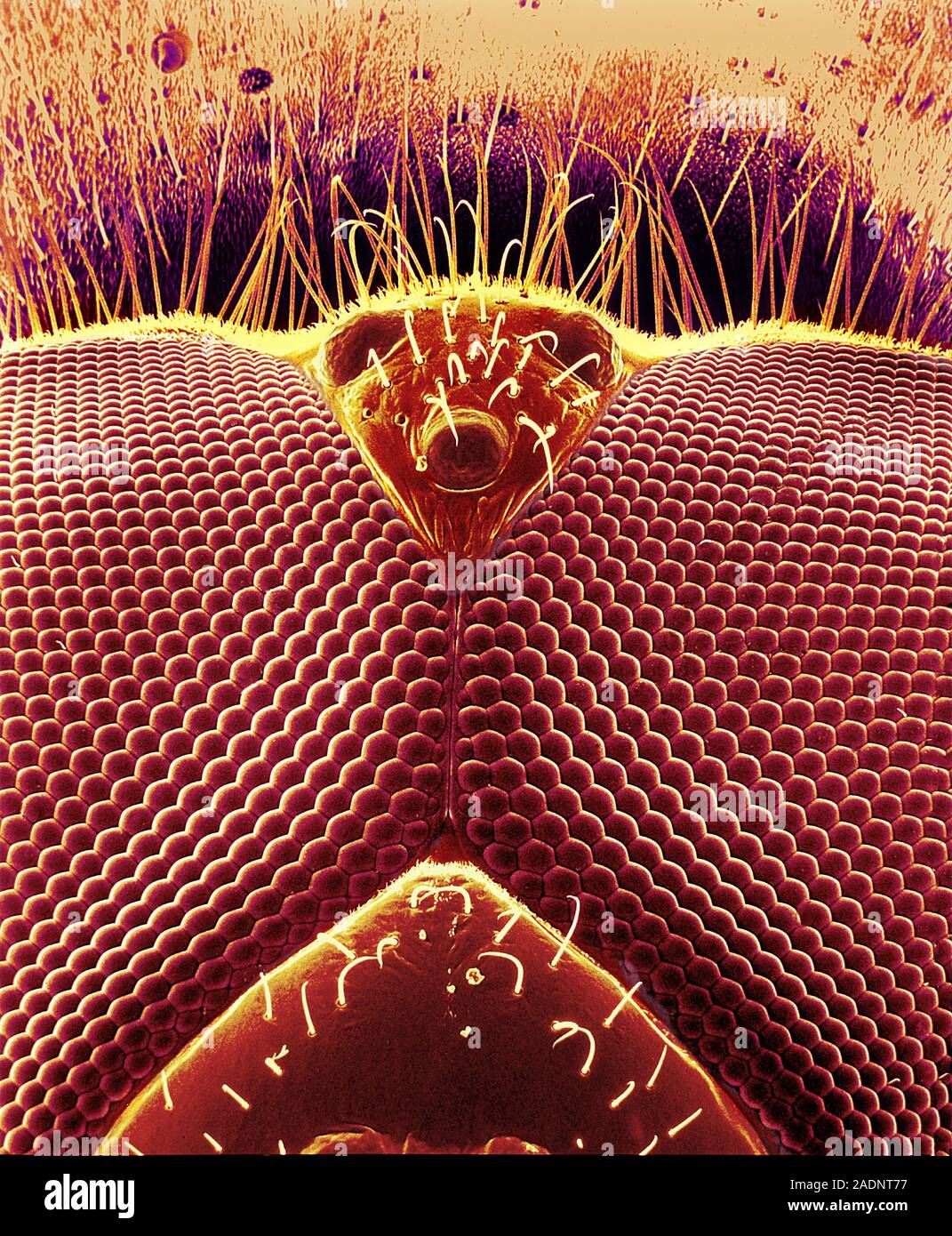 Fly eyes. Coloured scanning electron micrograph (SEM) of the simple ...