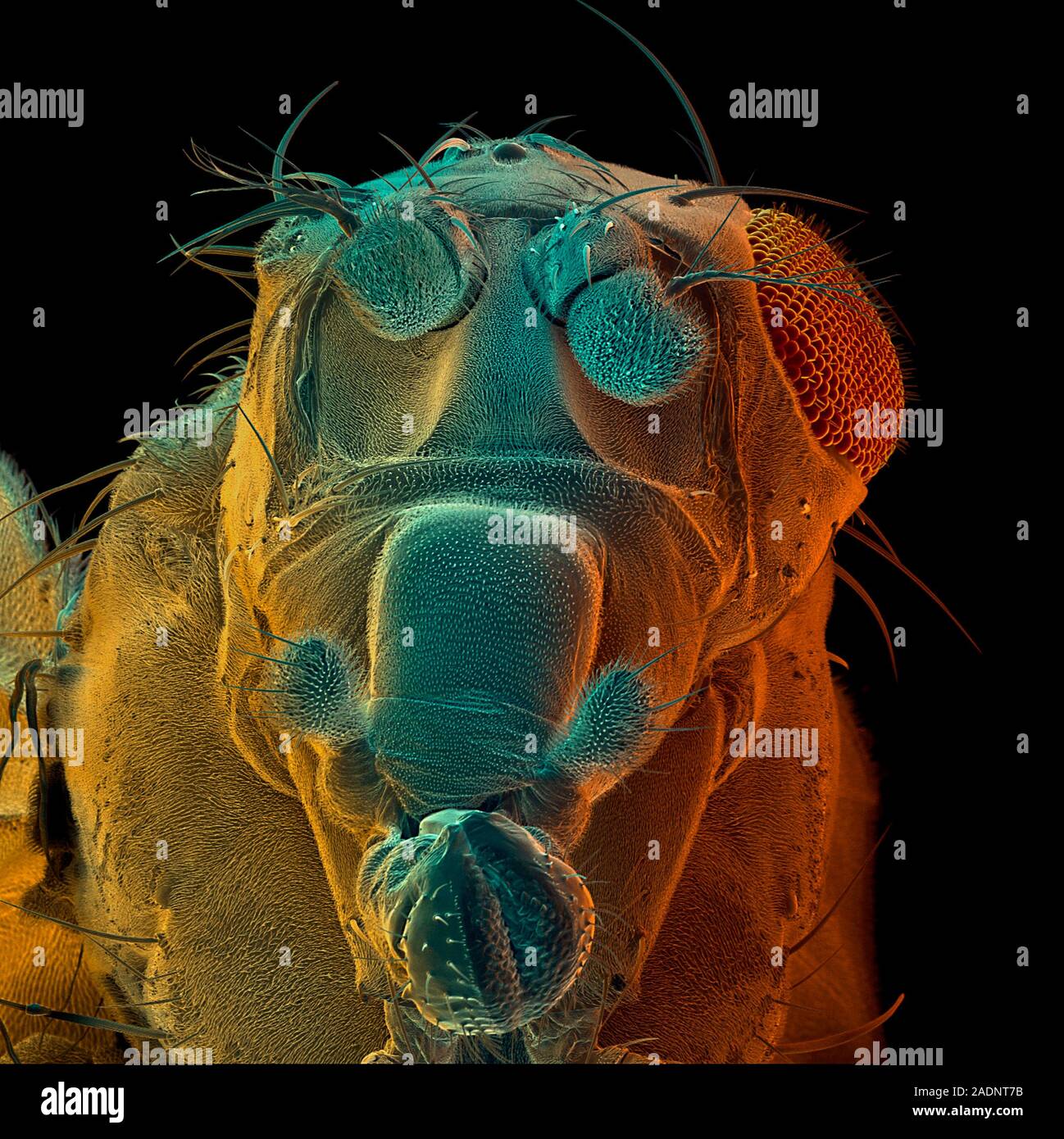 Mutant fruit fly. Coloured scanning electron micrograph (SEM) of a ...