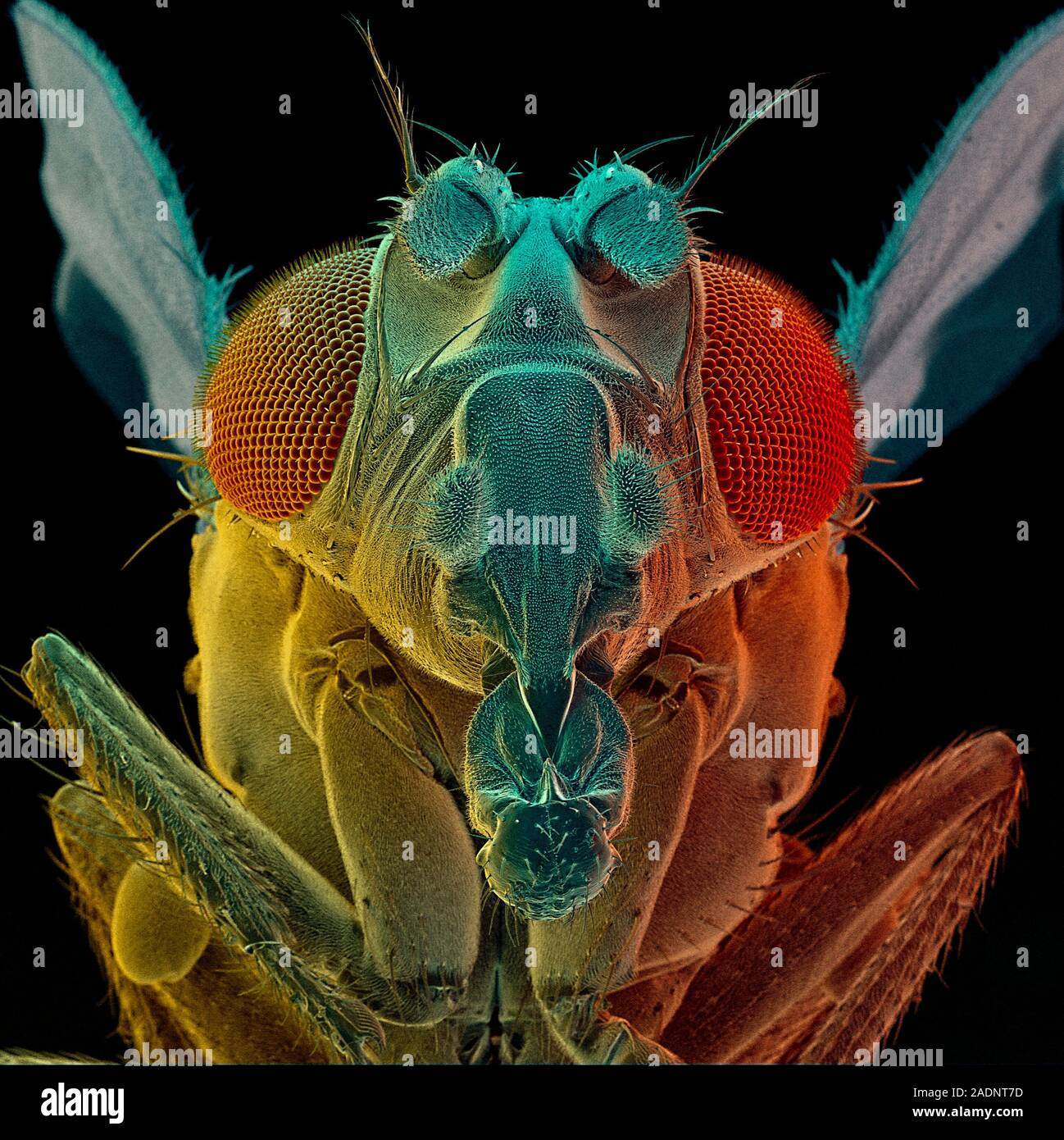 Fruit fly. Coloured scanning electron micrograph (SEM) of the head of a ...