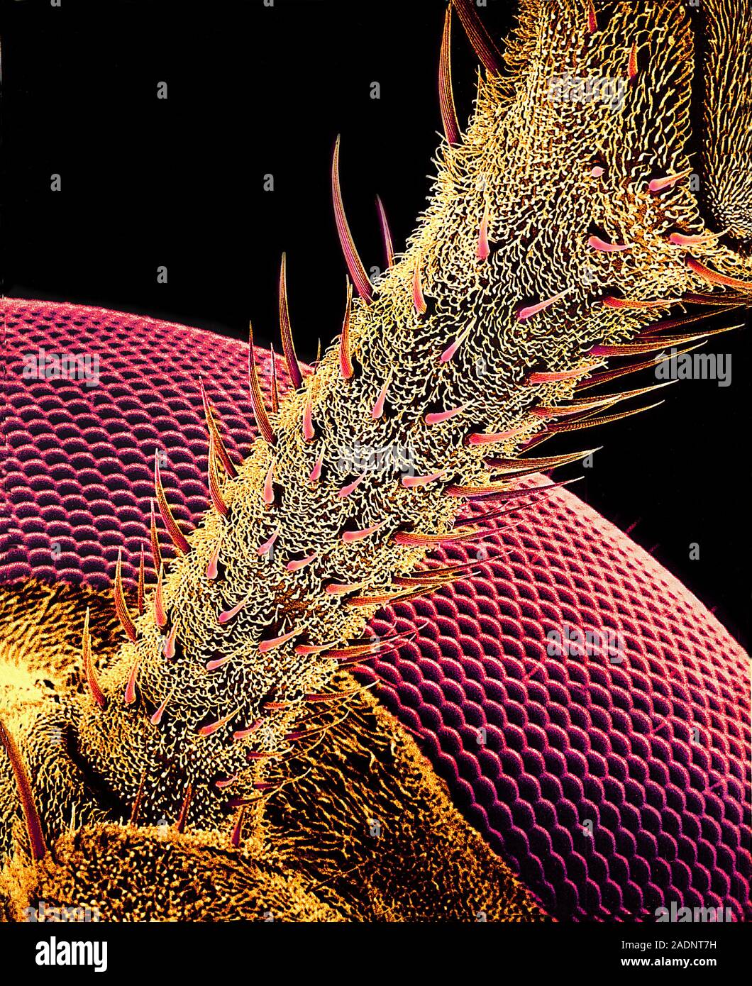 Hover fly antenna. Coloured scanning electron micrograph (SEM) of the ...